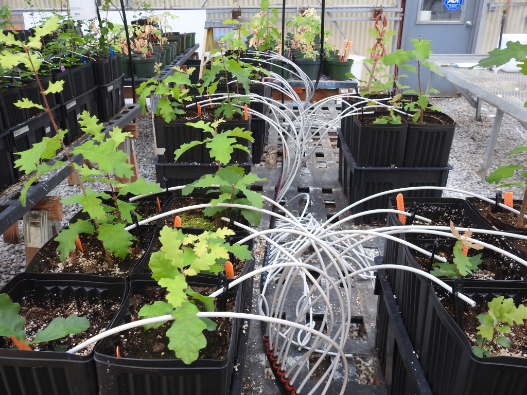 Oak Regeneration Project (BIOSTRESS) | Dirzo Lab - Stanford University