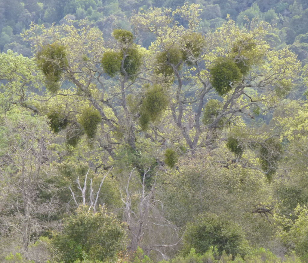 Incidence and dynamics of mistletoe infestation on the oaks of Jasper ...