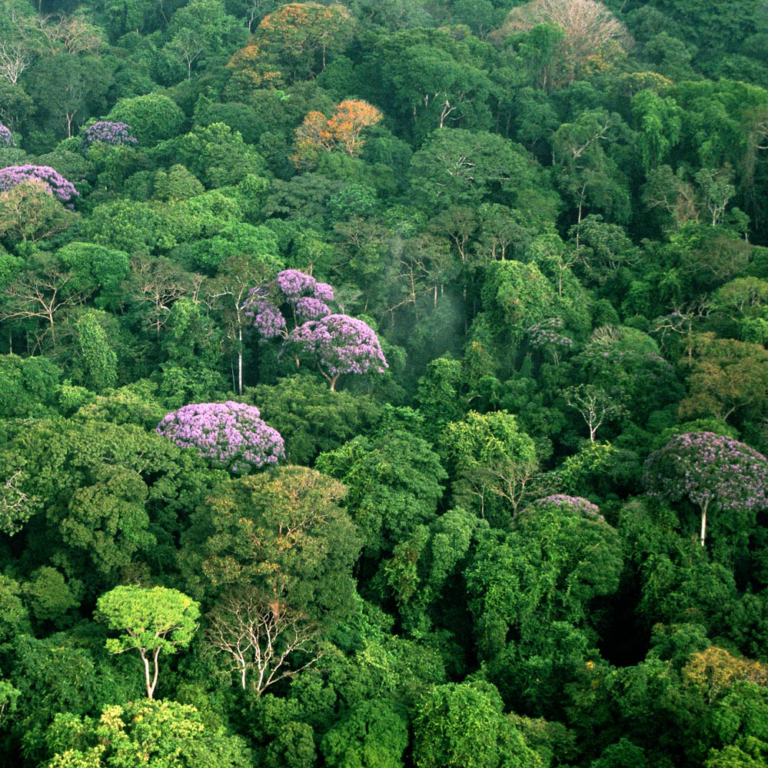 Combined effects of deforestation and biodiversity loss on species ...